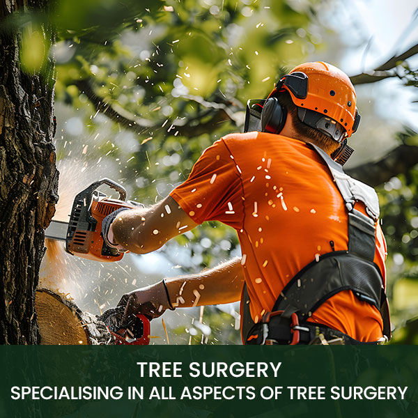 Tree Surgeon Galway | Professional Tree Surgery Services | Galway Bay ...